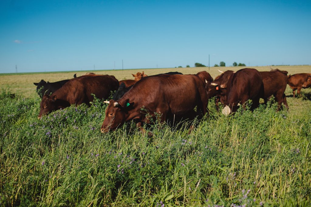 Our Services – Green Fields Farm